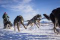 A DAY IN THE LIFE OF … Kristin Knight Pace, Dog Musher - Lessons In ...