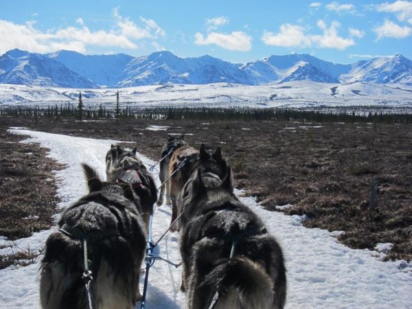 A DAY IN THE LIFE OF … Kristin Knight Pace, Dog Musher - Lessons In ...