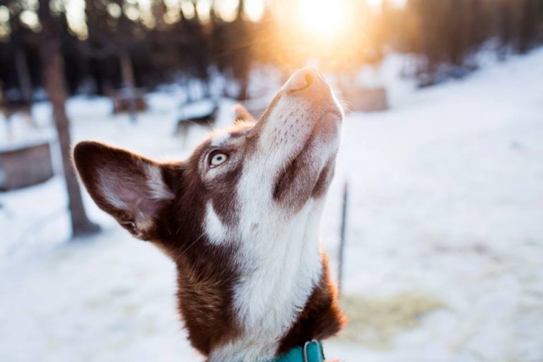 A DAY IN THE LIFE OF … Kristin Knight Pace, Dog Musher - Lessons In ...
